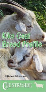 Kiko Goat - Breed Profile - Goat Journal